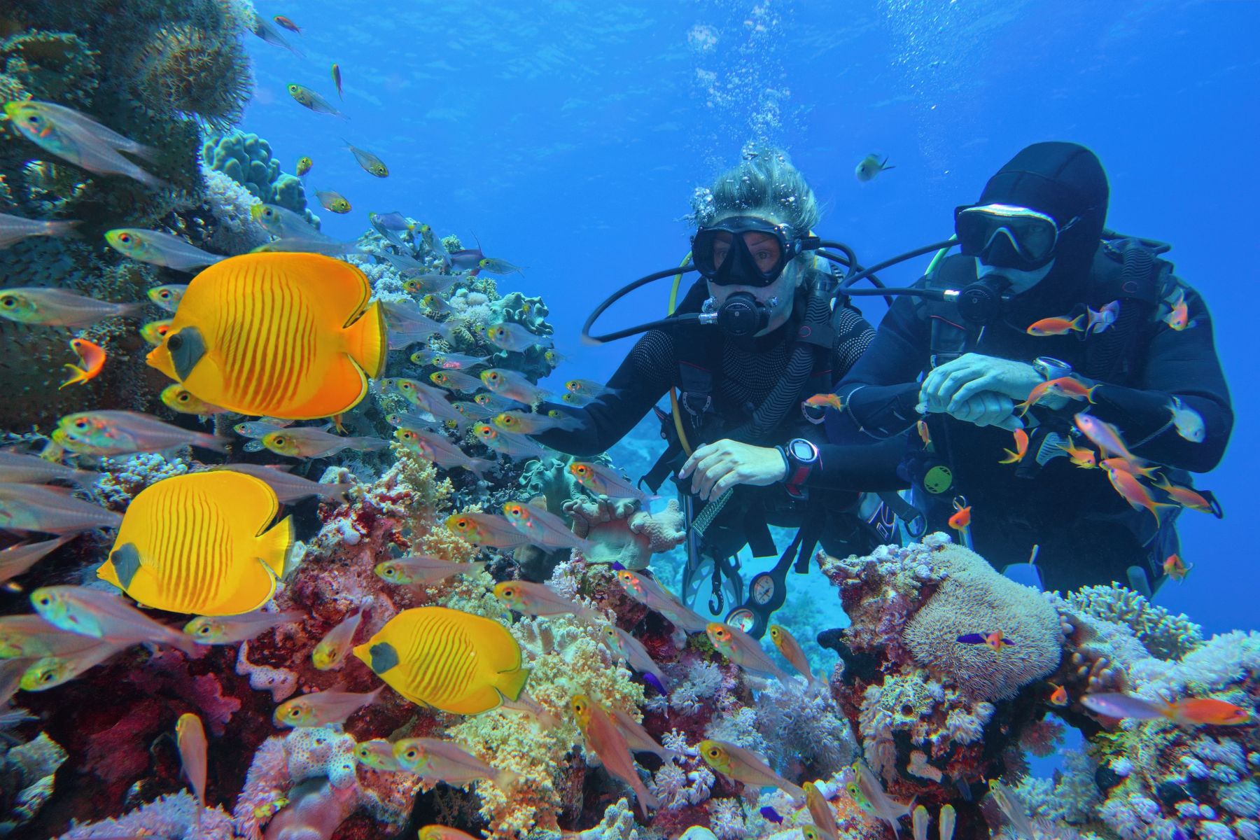 Go Under the Sea with a Kauai Scuba Diving Adventure | Kauai Calls